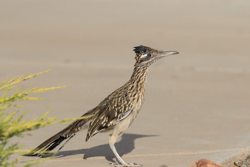 Greater Roadrunner stock image. Image of bird, cuckoo - 63307875