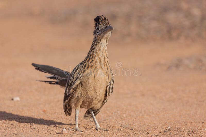 Greater Roadrunner Standing Head Stock Photos - Free & Royalty-Free ...