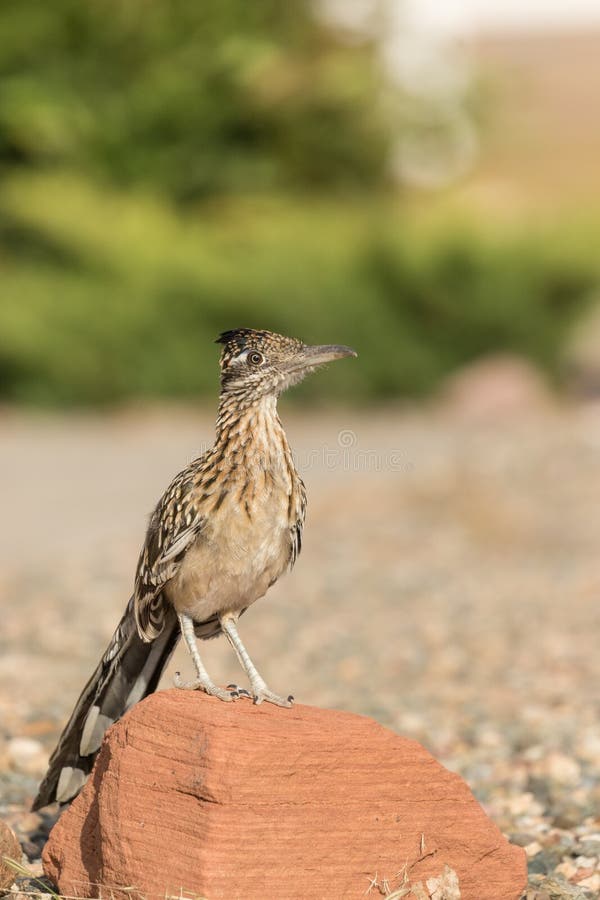 Greater Roadrunner Standing on Rock Stock Image - Image of arizona ...