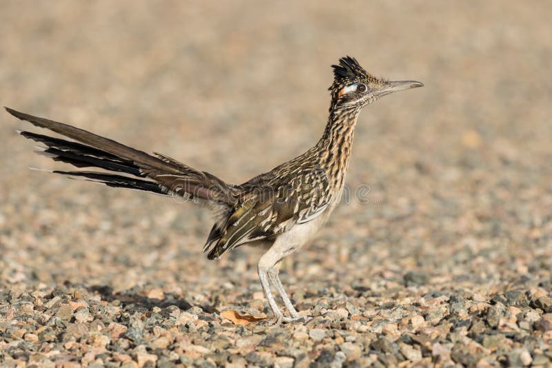 Greater Roadrunner stock image. Image of southwest, predator - 63308047