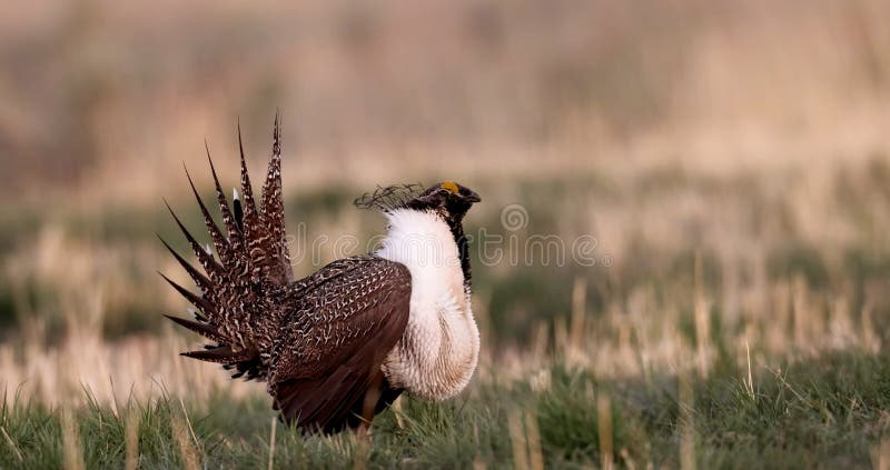 Sage Grouse Eaten Brush Stock Photos - Free & Royalty-Free Stock Photos ...