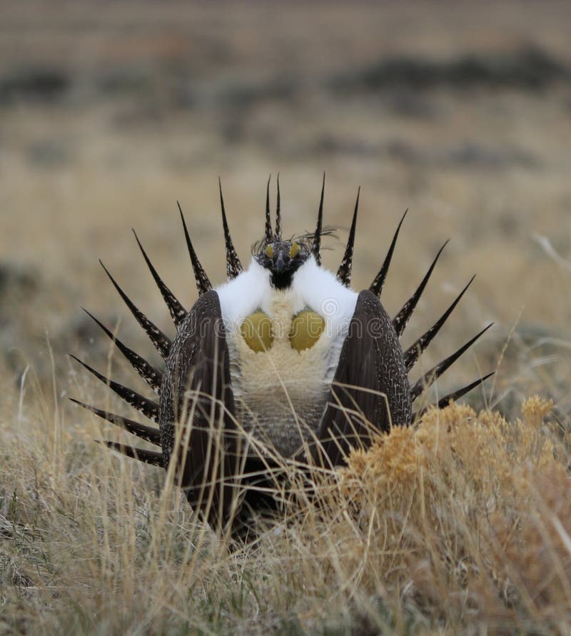 Greater Sage-Grouse Centrocercus Urophasianus at a Lek in SE Wyoming. 3 ...