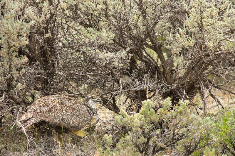 Greater Sage Grouse Hen Hiding in Sagebrush Stock Photo - Image of ...