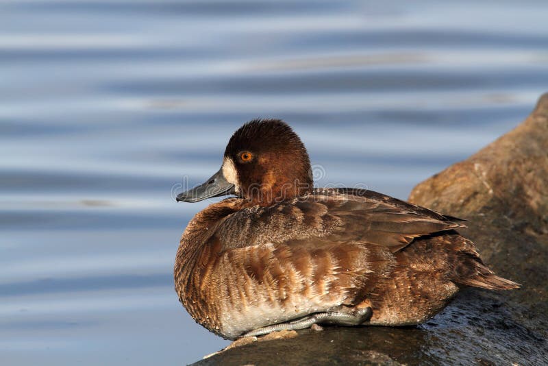 Greater Scaup stock image. Image of female, waterfowl - 22592767