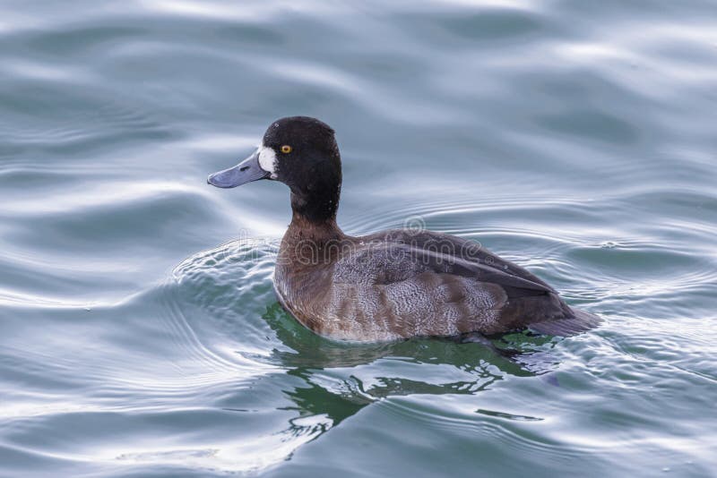 Greater Scaup bird stock photo. Image of vancouver, greater - 268888504