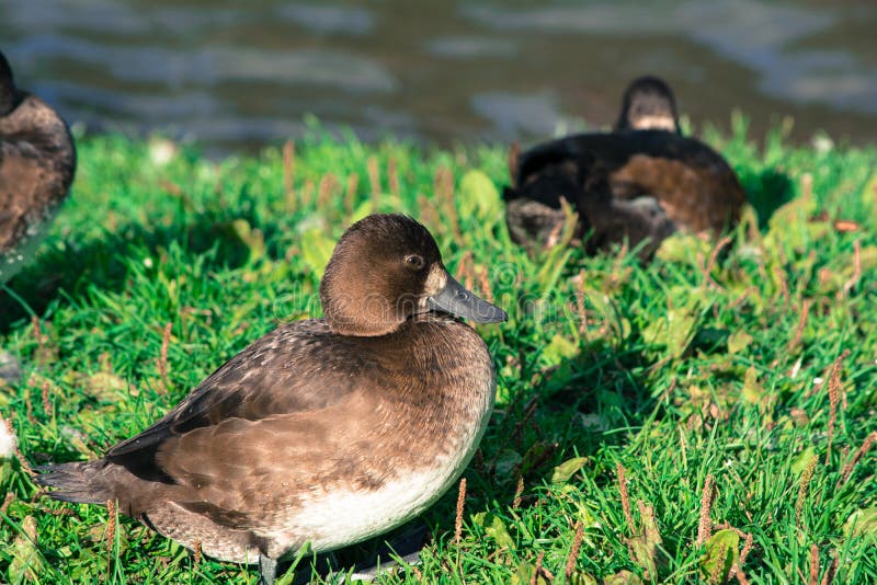 Greater Scaup Duck stock image. Image of waterfowl, green - 78714827
