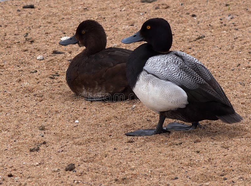 Greater Scaup Ducks stock photo. Image of plumage, bluebill - 55318672