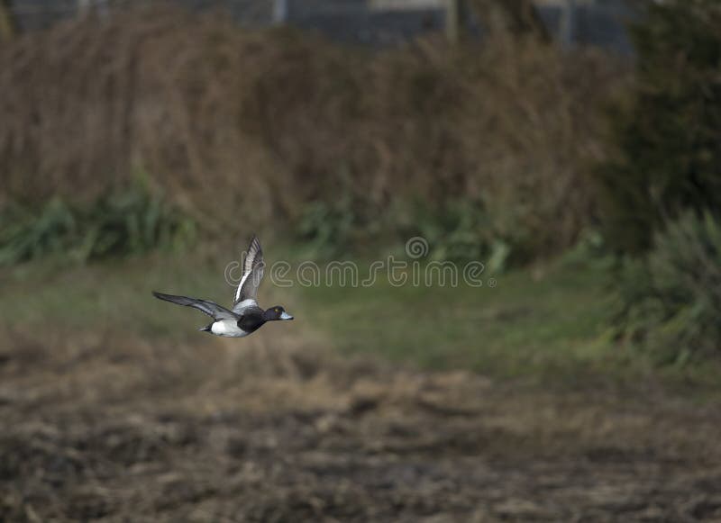 Greater Scaup in flight stock photo. Image of county - 68245706