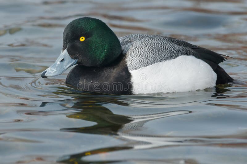 Drake Bluebill Duck