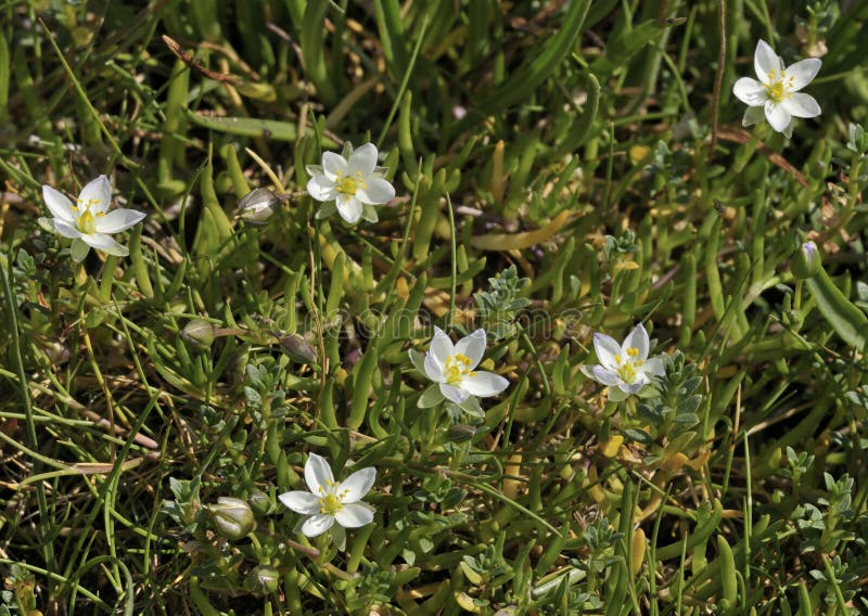 Greater Sea-spurrey stock image. Image of spurrey, anthers - 48584099