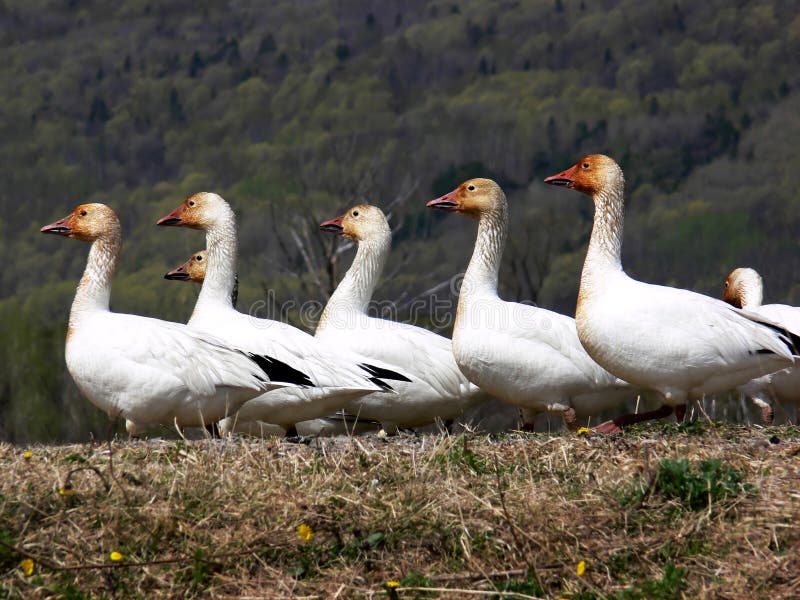 Greater Snow Geese stock photo. Image of spring, animal - 17048402