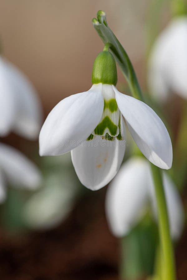 Greater Snowdrop Grumpy (galanthus Elwesii) Flower Stock Photo - Image ...