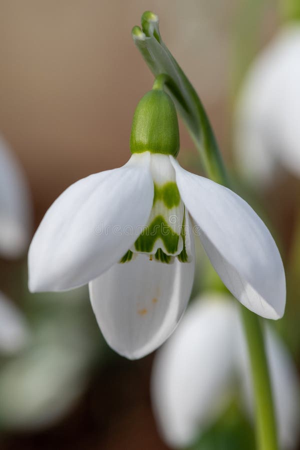 Greater Snowdrop Grumpy (galanthus Elwesii) Flower Stock Image - Image ...