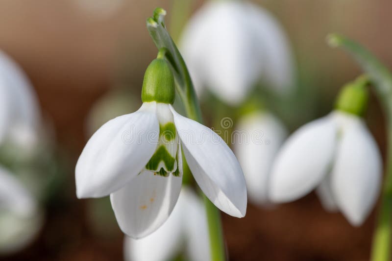 Greater Snowdrop Grumpy (galanthus Elwesii) Flower Stock Image - Image ...