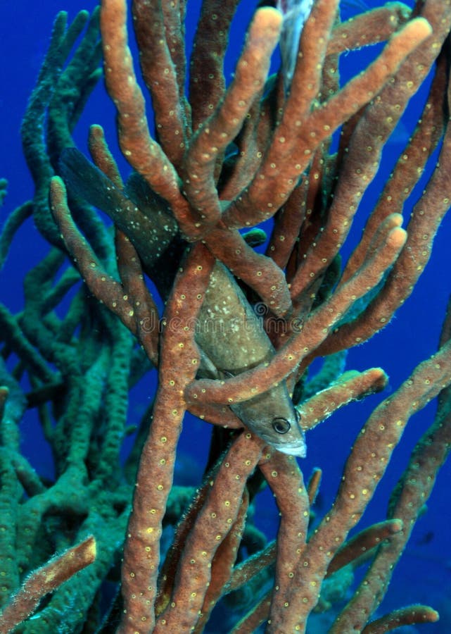 Greater Soapfish (rypticus Saponaceus) Stock Image - Image of coral ...