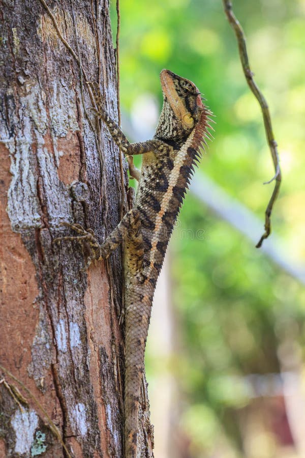 Greater spiny lizard stock photo. Image of green, natural - 53092706