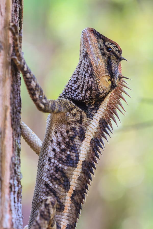 Greater spiny lizard stock photo. Image of green, spiny - 39847912