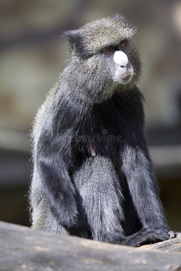 Greater Spot-nosed Monkey, Cercopithecus Nictitans is Relatively Rare ...