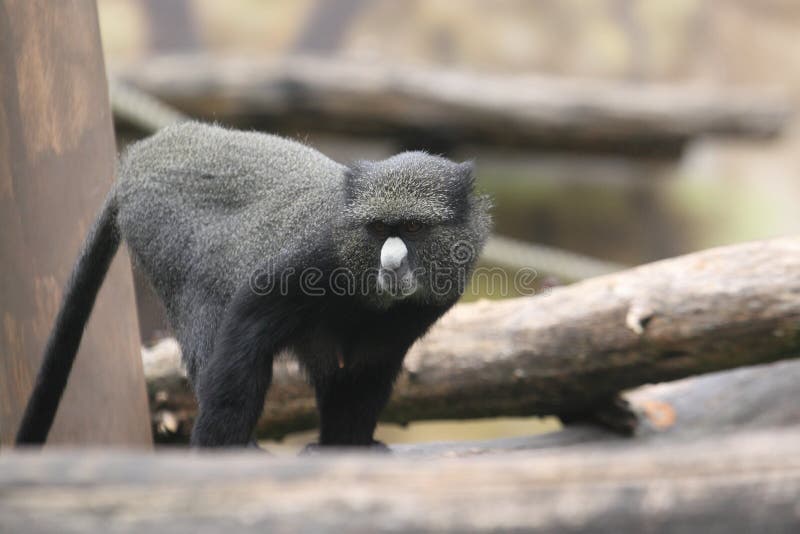 Greater spot-nosed monkey stock image. Image of putty - 60636037