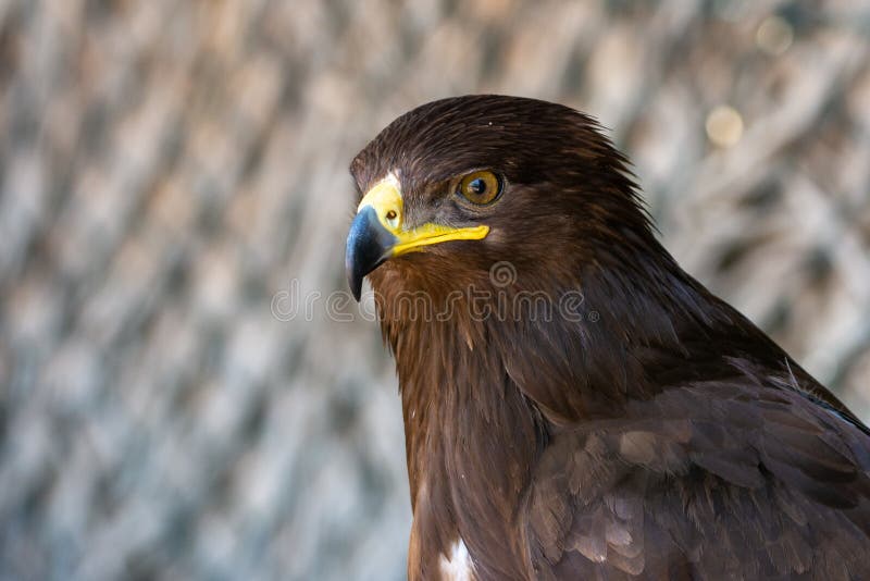 A Greater Spotted Eagle Clanga Clanga Dark Phase Close Up Stock Image ...