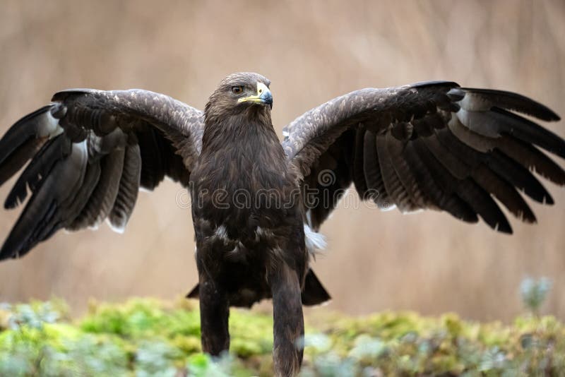 Greater Spotted Eagle (Clanga Clanga) Portrait in the Forest, Wingspan ...
