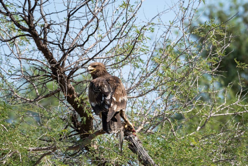 Greater Spotted Eagle or Spotted Eagle or Clanga Clanga Portrait with a ...
