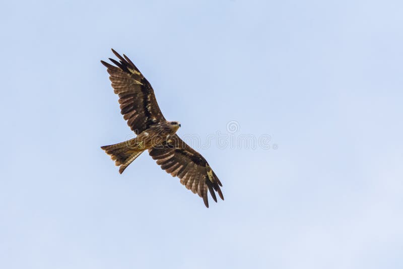 Greater spotted eagle stock photo. Image of greater - 150862458