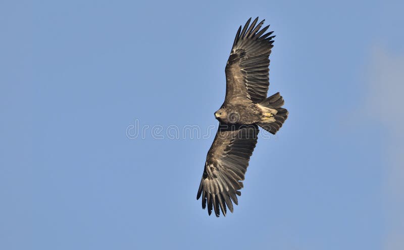 Greater Spotted Eagle stock image. Image of beautiful - 170829419