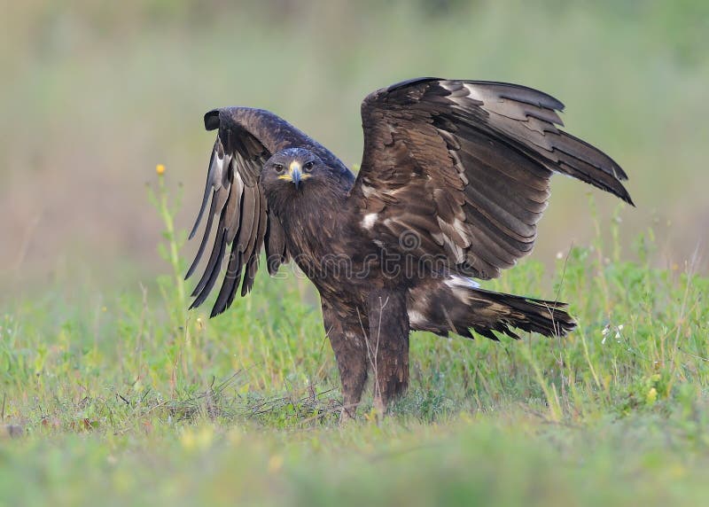 Greater Spotted Eagle stock photo. Image of aquila, grass - 50991230