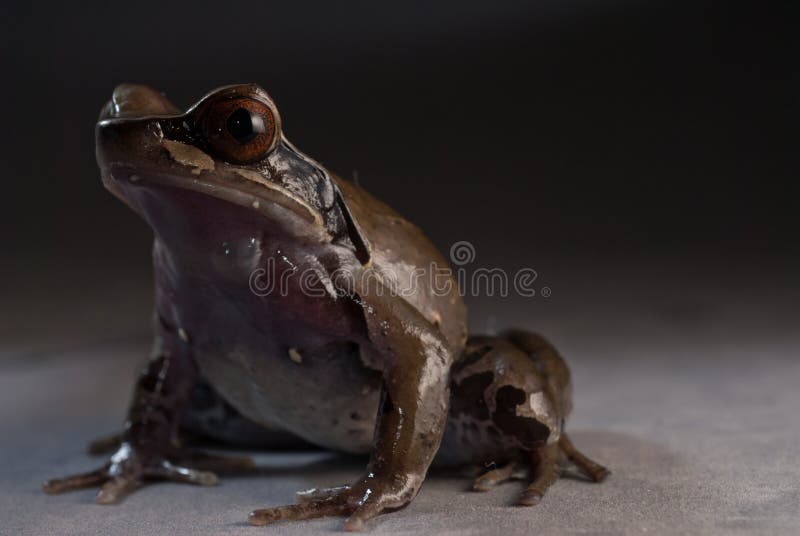 Greater Stream Horned Frog stock image. Image of leptobrachium - 32008801