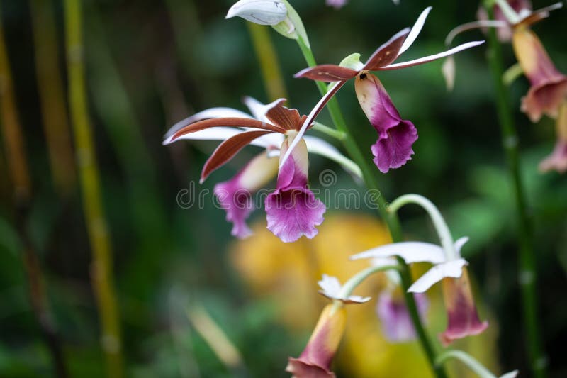 Greater Swamp-orchid, Phaius Tankervilleae Stock Photo - Image of swamp ...