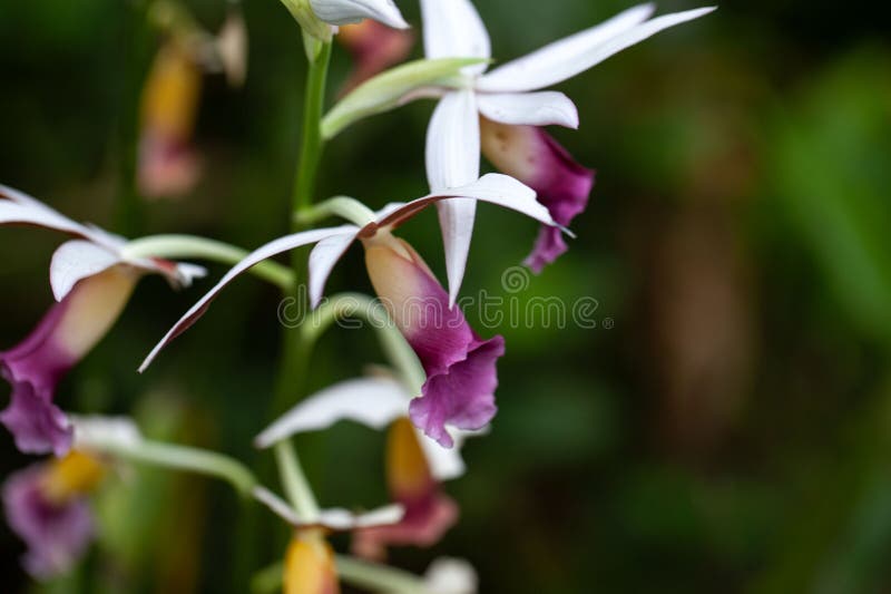 Greater Swamp-orchid, Phaius Tankervilleae Stock Image - Image of ...