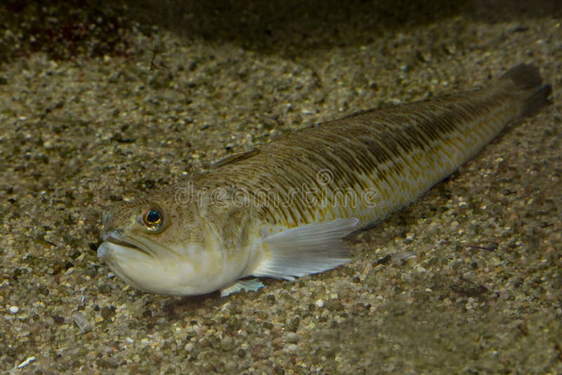 Trachinus Draco, Greater Weever. Stock Image - Image of snorkeling ...