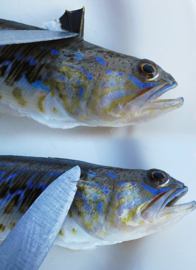 Greater weever stock image. Image of marine, pauk, mrkulj - 103632065