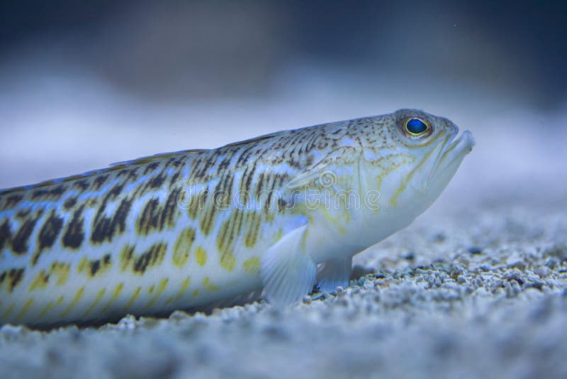 Greater Weever (Trachinus Draco). Stock Photo - Image of sand ...