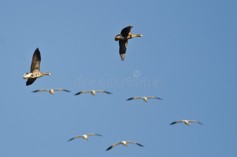 Greater White-Fronted Geese Flying among the Snow Geese in a Blue Sky ...