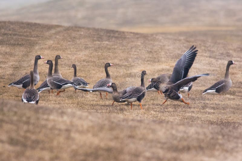 Greater White-fronted Geese Stock Image - Image of male, birds: 69859663
