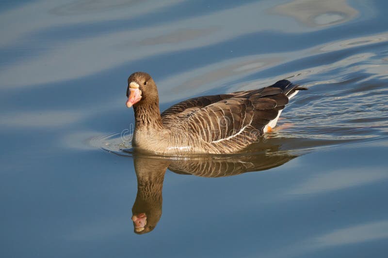 Greater White-fronted Goose (Anser Albifrons). Goose Swims on Water ...