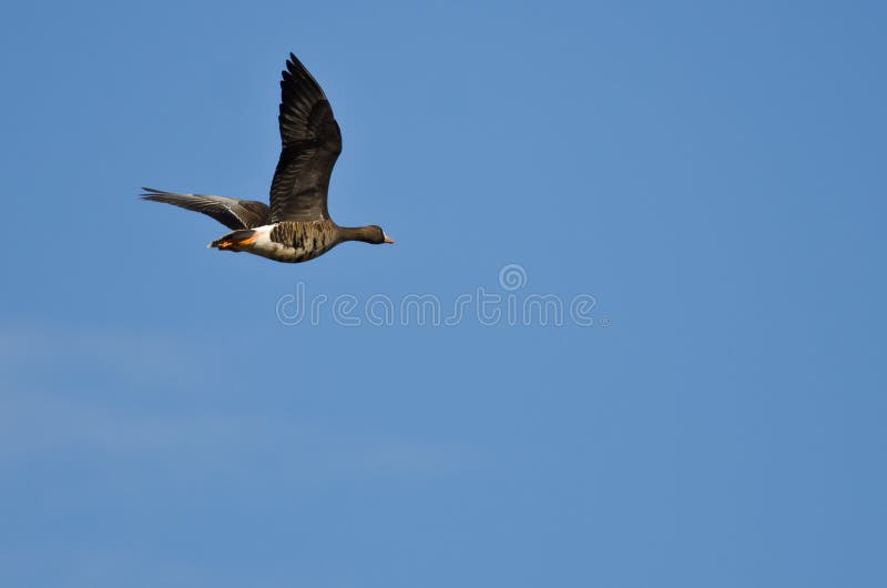 Greater White-Fronted Goose Flying in a Blue Sky Stock Image - Image of ...