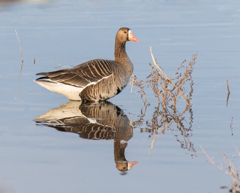 Greater White-fronted Goose Stock Image - Image of goose, bird: 116245197