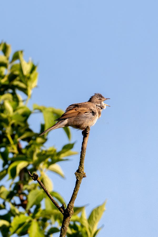 Greater Whitethroat Bird in Action Stock Photo - Image of perch, motion ...