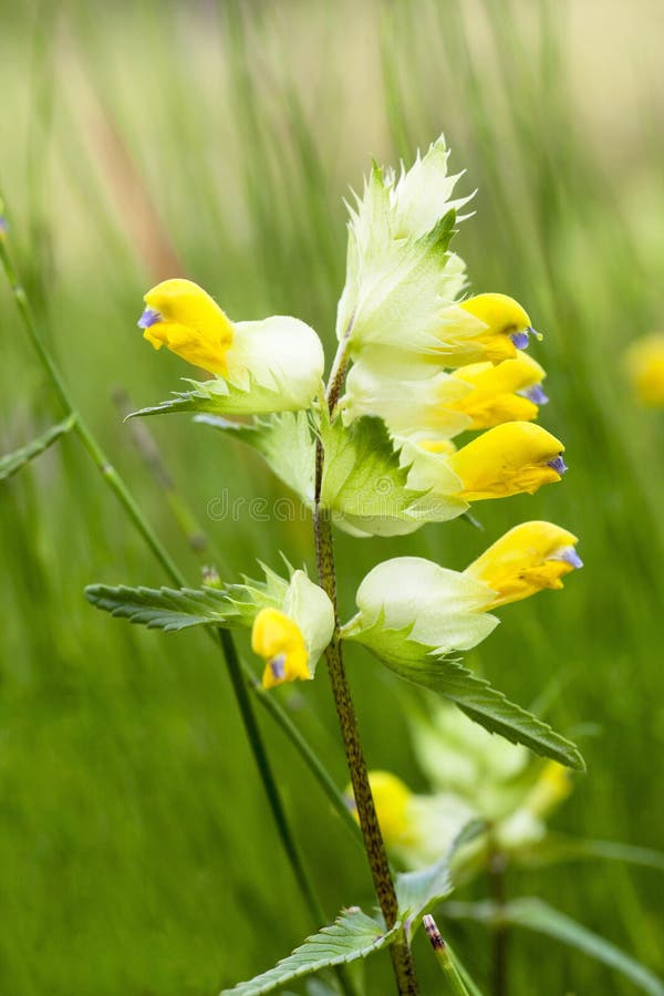 Greater Yellow-rattle stock photo. Image of petal, macro - 30917320