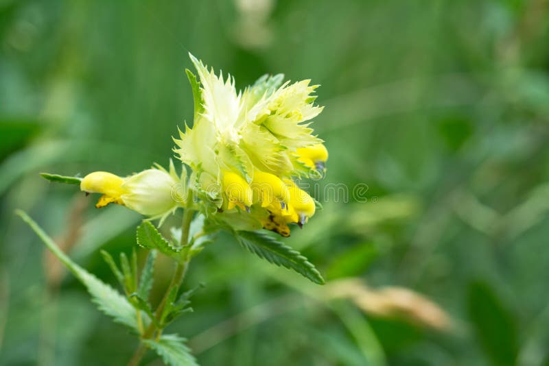 Greater Yellow-rattle with Selective Focus Stock Image - Image of field ...