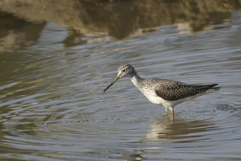 Greater Yellowlegs, Tringa Melanoleuca, Wading in Marsh Stock Photo ...