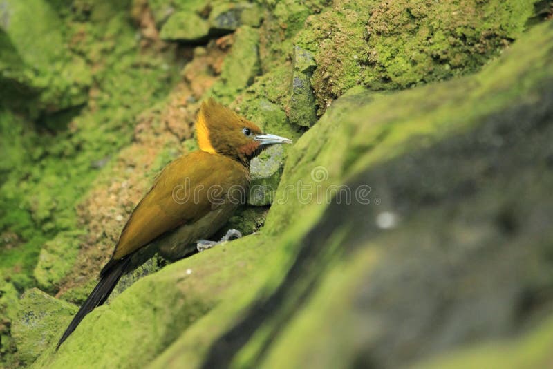 Greater yellownape stock image. Image of animal, adult - 27144705