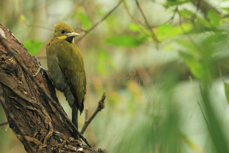 Greater yellownape stock photo. Image of flavinucha, picus - 28700386