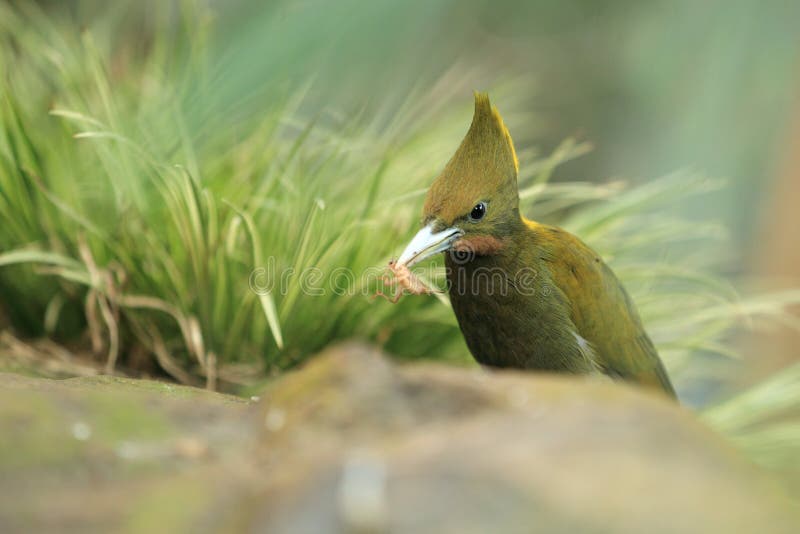 Greater Yellownape Woodpecker (Picus Flavinucha) Stock Image - Image of ...