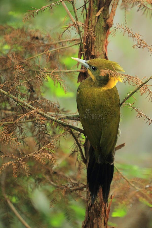Greater Yellownape Woodpecker (Picus Flavinucha) Stock Image - Image of ...