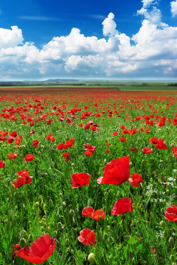 Greatest poppies meadow stock image. Image of environment - 13836605