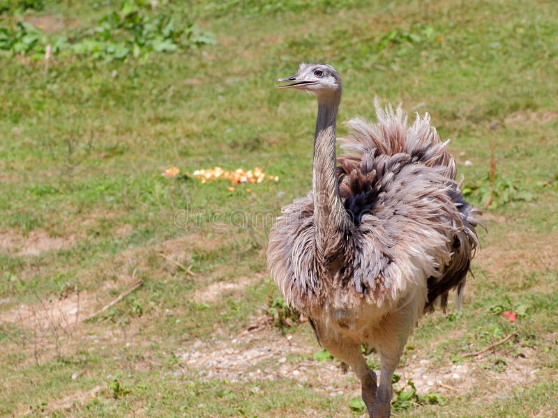 Greather Rhea front view stock image. Image of ostrich - 33064445